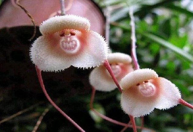 5 étapes certaines pour prendre soin d’une orchidée - Jardin et paysage