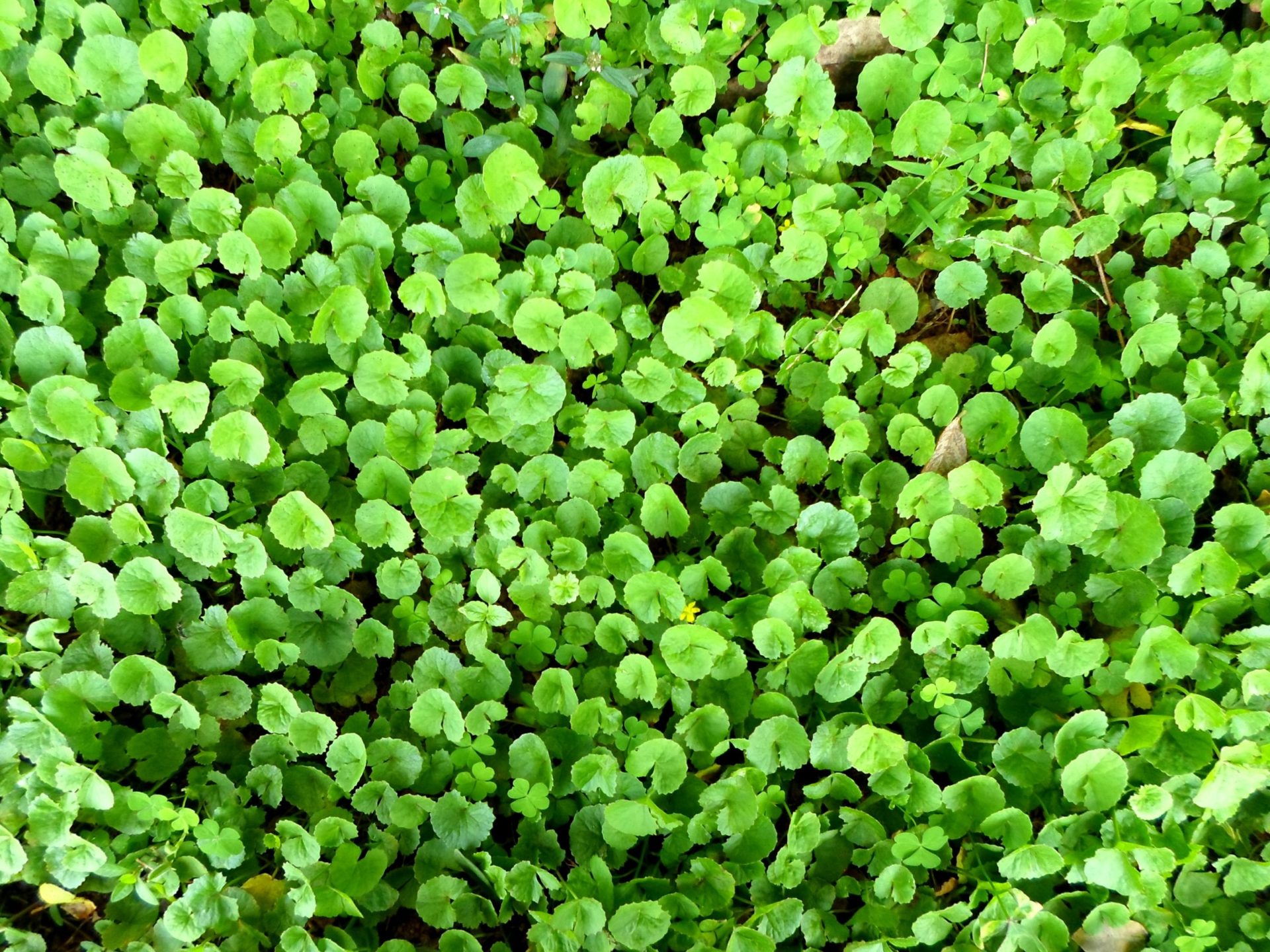 Herbes comestibles : 10 herbes sauvages à récolter et à manger